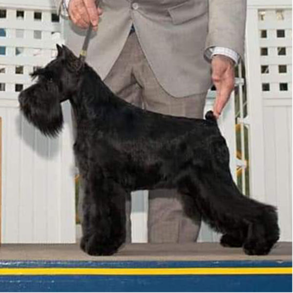 Gallery of Colors - The American Miniature Schnauzer Club