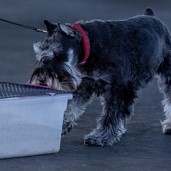 2024 Versatility Awards - The American Miniature Schnauzer Club